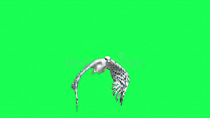 Falcon Gliding and Flapping, Flying Bird of Prey Isolated on Green ...