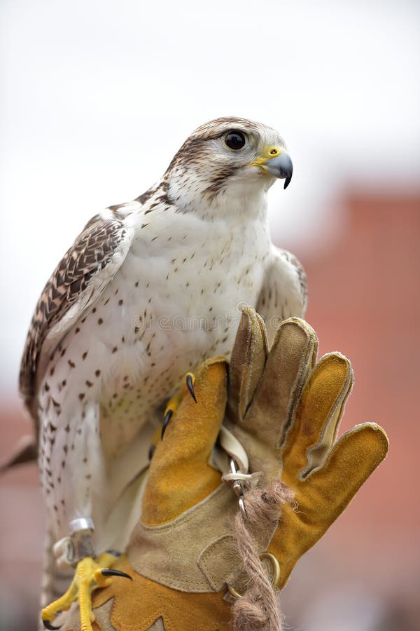 A falcon stock image. Image of common, hover, commonkestrel - 75259167