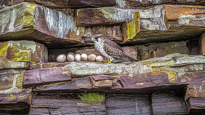 Falcon Guarding Eggs in Cliffside Nest Stock Image - Image of nature ...