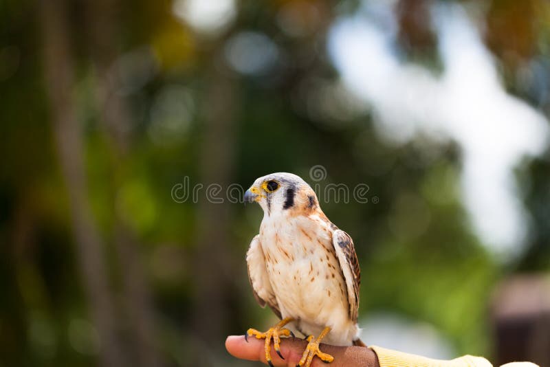 A Falcon on the hand stock image. Image of protection - 64021673