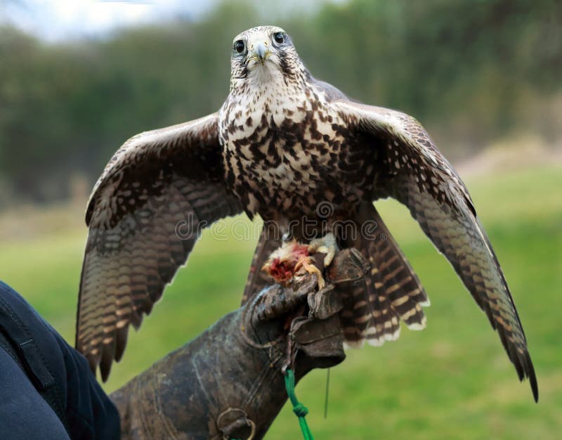 A falcon on handlers hand stock image. Image of aerial - 21331973