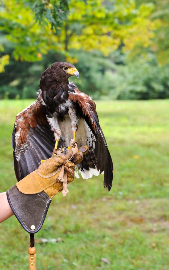 Falcon with Handler stock photo. Image of falconer, animal - 48455952