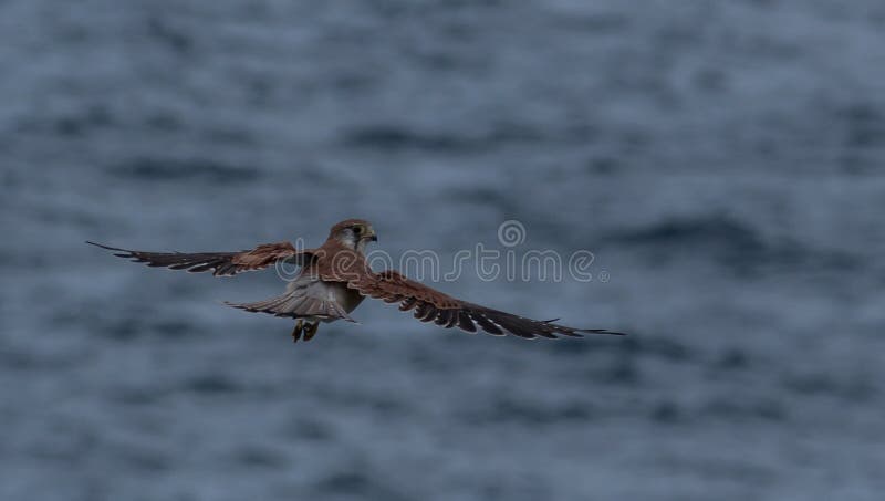 Falcon Hawk Bird Drifting on Wind Current Above Ocean Stock Photo ...