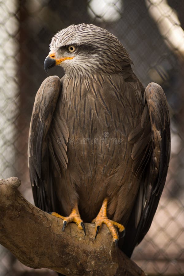 Falcon in cage stock photo. Image of vertebrate, eagle - 123163228