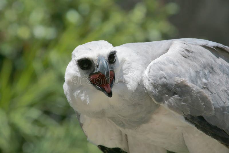 Falcon head stock image. Image of beak, wing, bird, falcon - 13194661