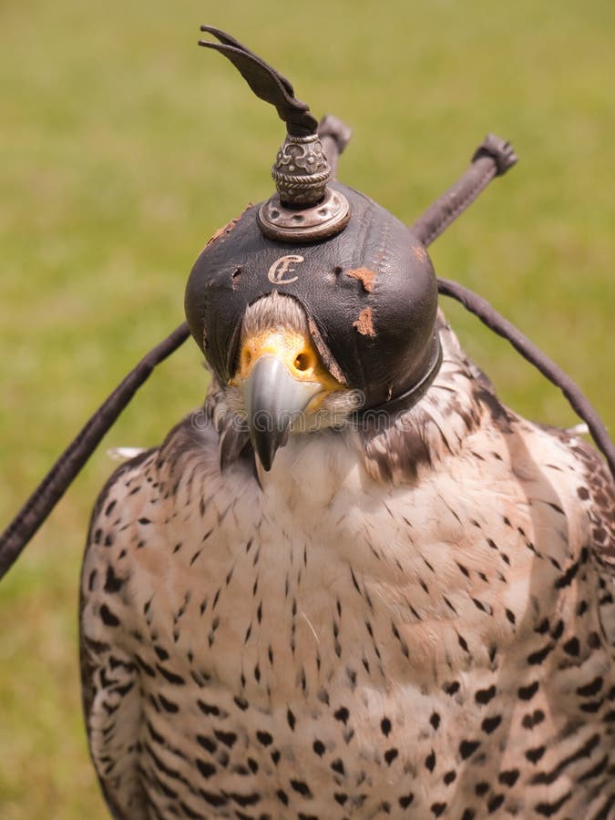 Falcon head stock photo. Image of falconry, brown, hawk - 18691512