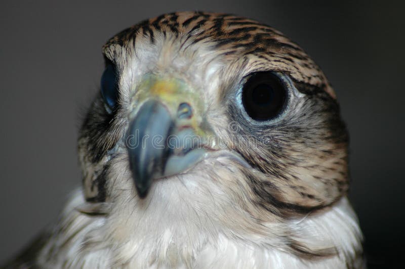 Falcon Head stock image. Image of predator, brown, gazing - 2256537