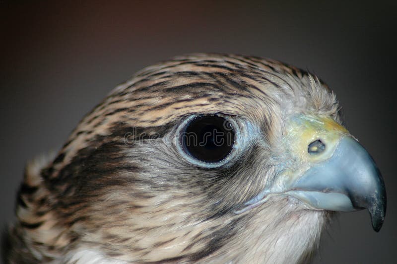 Falcon Head stock image. Image of staring, predator, bird - 2256539