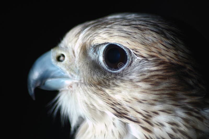 Falcon Head stock image. Image of raptor, arab, prey, black - 2256549