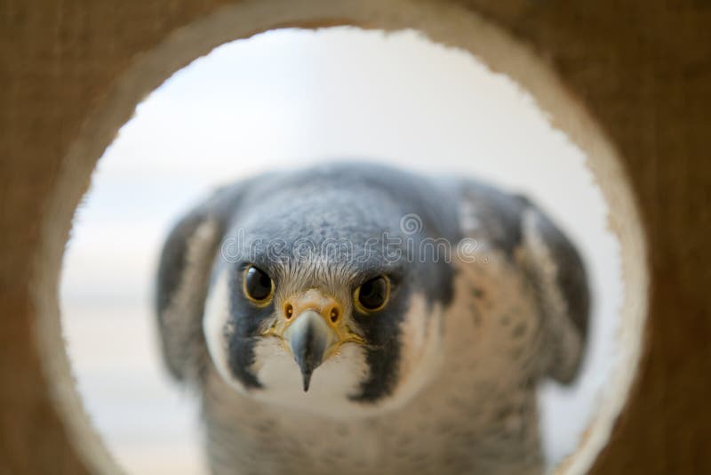 Falcon head god Horus stock photo. Image of hieroglyphs - 3350914