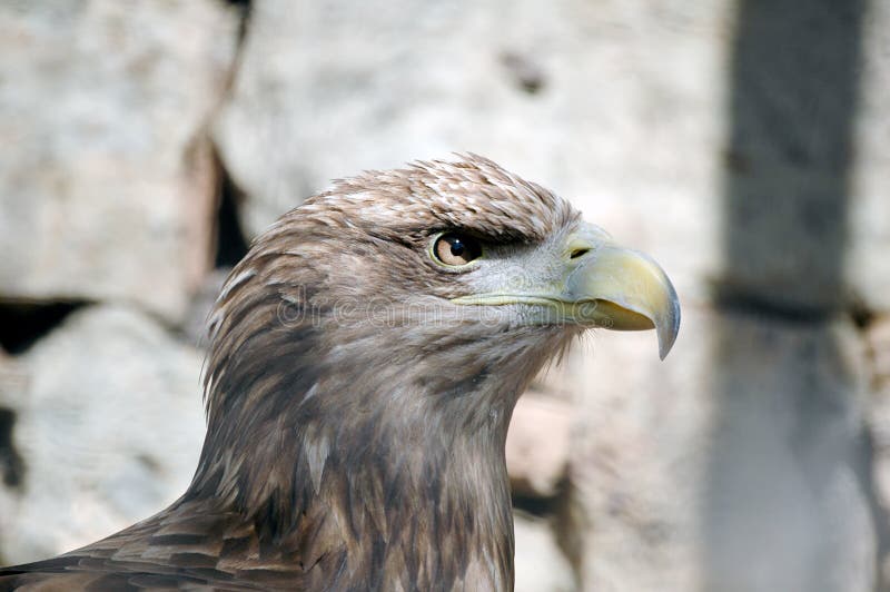 Head of falcon 4 stock image. Image of outdoors, outdoor - 12145363