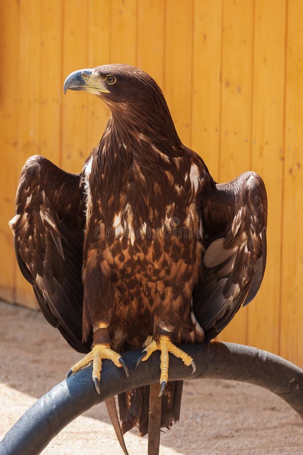 A Falcon-headed Predator Eagle Sits on a Semicircle Stock Image - Image ...