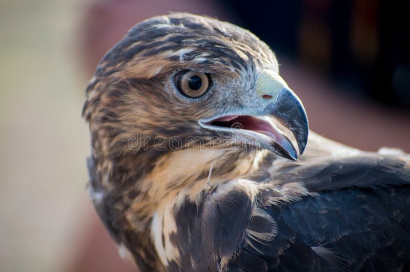 Falcon stock image. Image of southwest, desert, feathers - 76679285