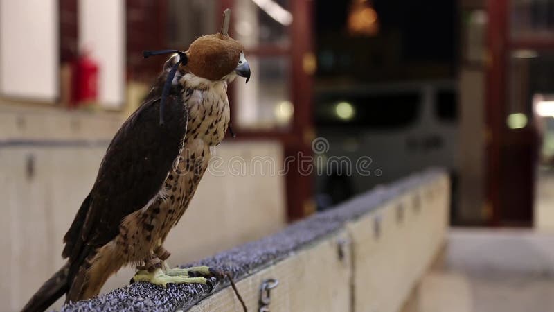 Falcon in Bird Market, Doha, Qatar Stock Footage - Video of headpiece ...