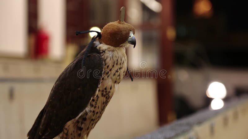 Falcon in Bird Market, Doha, Qatar Stock Video - Video of fauna ...