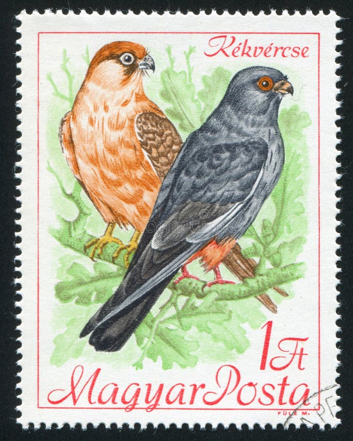 Falcon editorial image. Image of message, mail, insects - 174572720