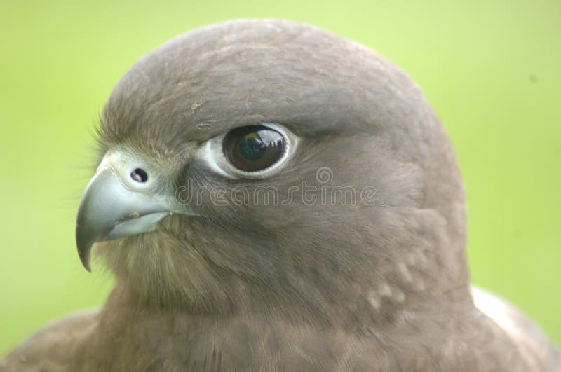 Falcon hybrid eye stock photo. Image of beak, feathers - 106628078