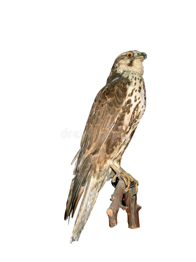 Falcon stock image. Image of watching, wildlife, looking - 5124715