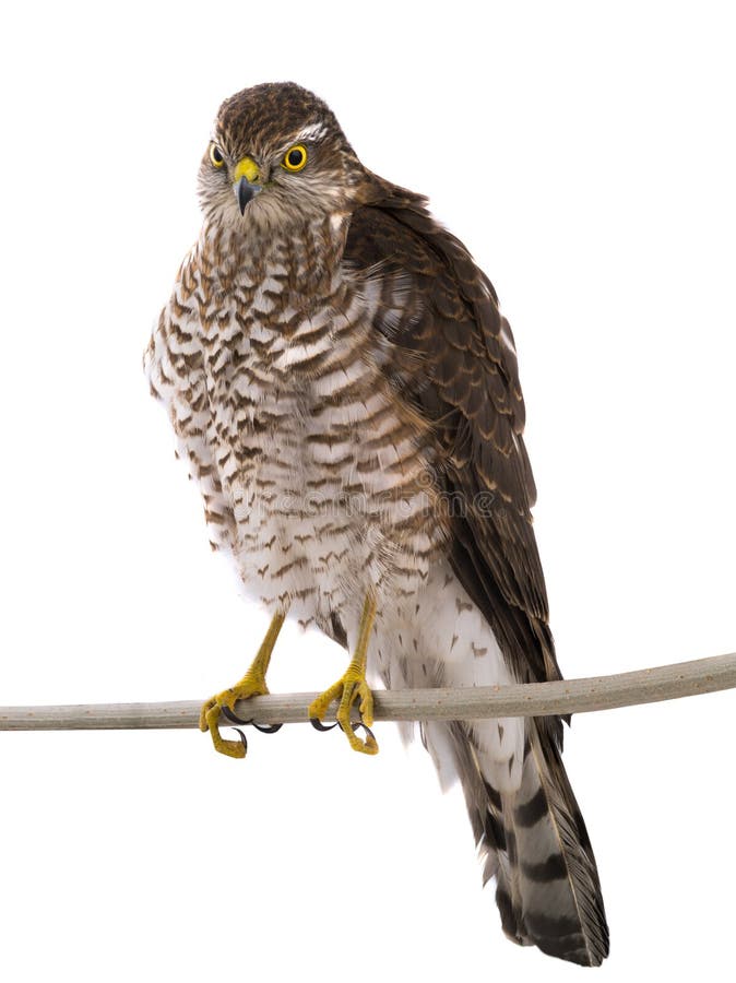 Falcon stock photo. Image of book, falcon, eagle, small - 98634476