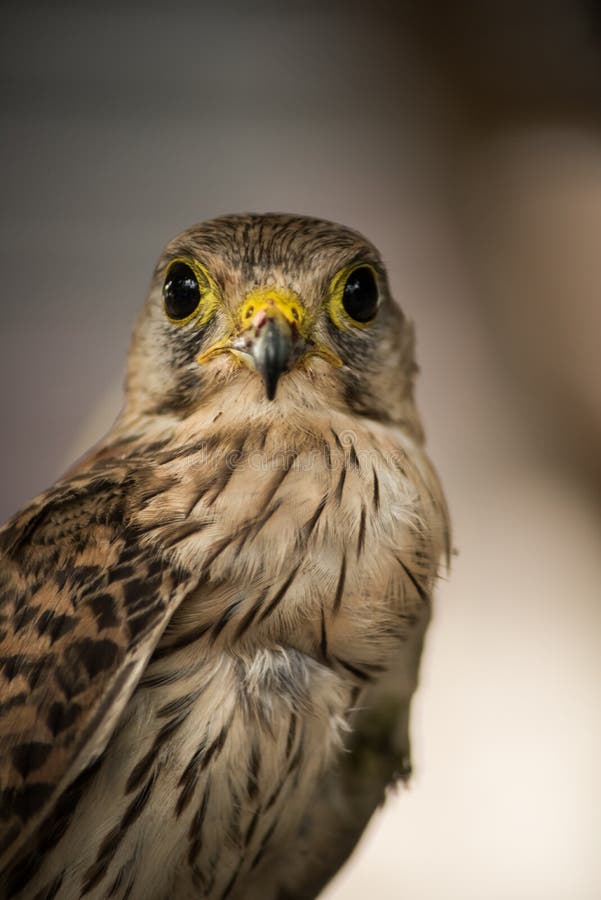 Falcon eagle stock image. Image of isolated, head, falco - 65372447