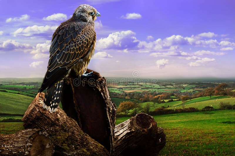 Falcon and Landscape. stock photo. Image of fall, cloudy - 11029876