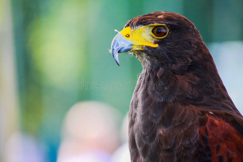 Little falcon bird stock photo. Image of hunting, predator - 96446118
