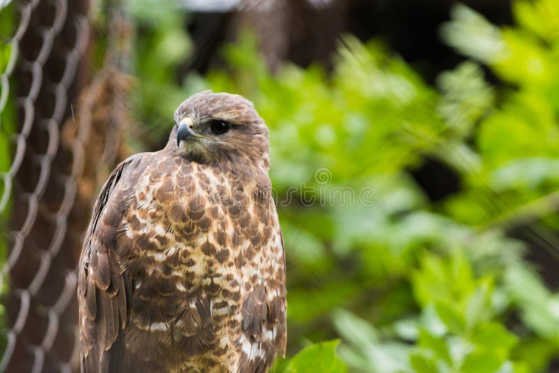 Little falcon stock photo. Image of grass, small, gray - 319801660