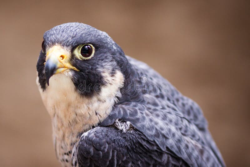 A Falcon Looking at the Camera Stock Photo - Image of squirrels, prey ...