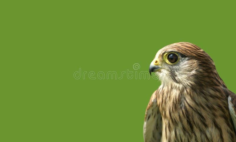 Falcon looking for prey stock photo. Image of vertebrate - 1802288