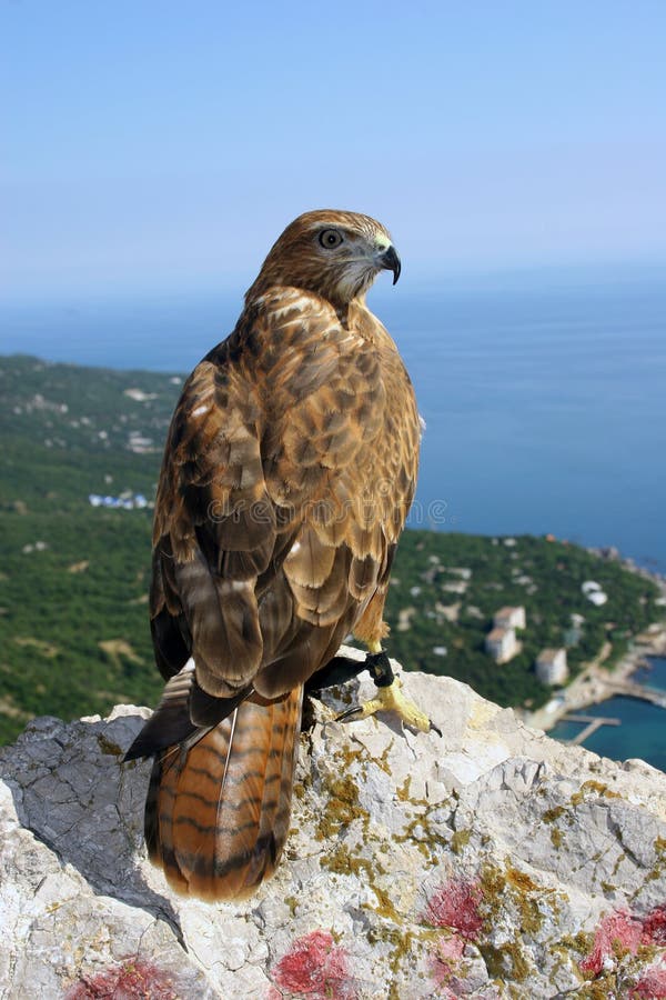 The Falcon Looks at Us, Sitting on Top of Mountain Stock Image - Image ...