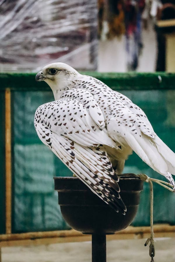 Falcon at the Falcon Market in Doha Stock Photo - Image of sellers ...