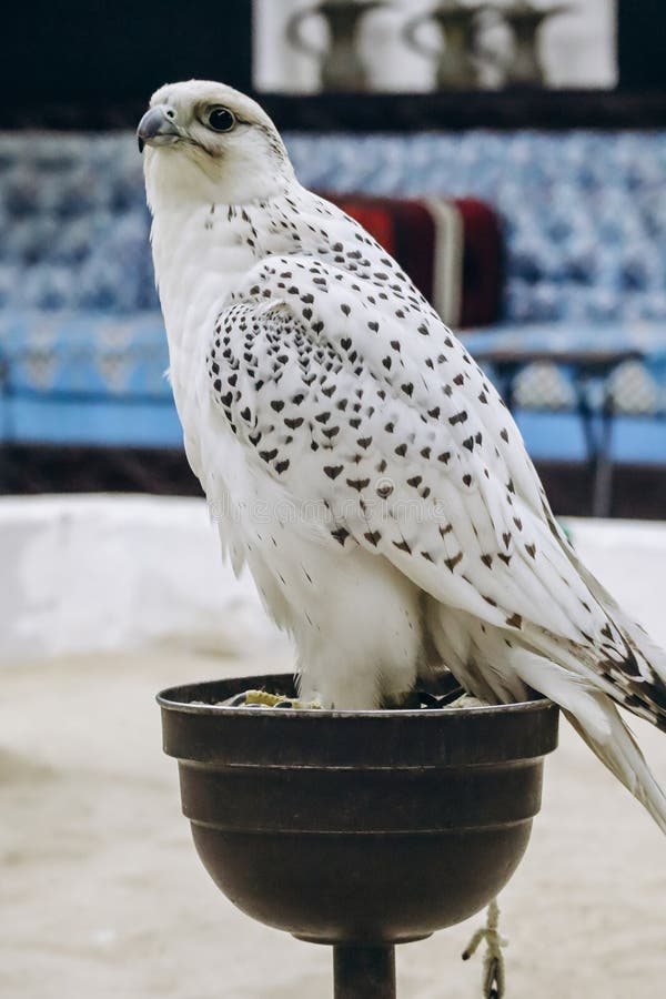 Falcon at the Falcon Market in Doha Stock Image - Image of arabian ...