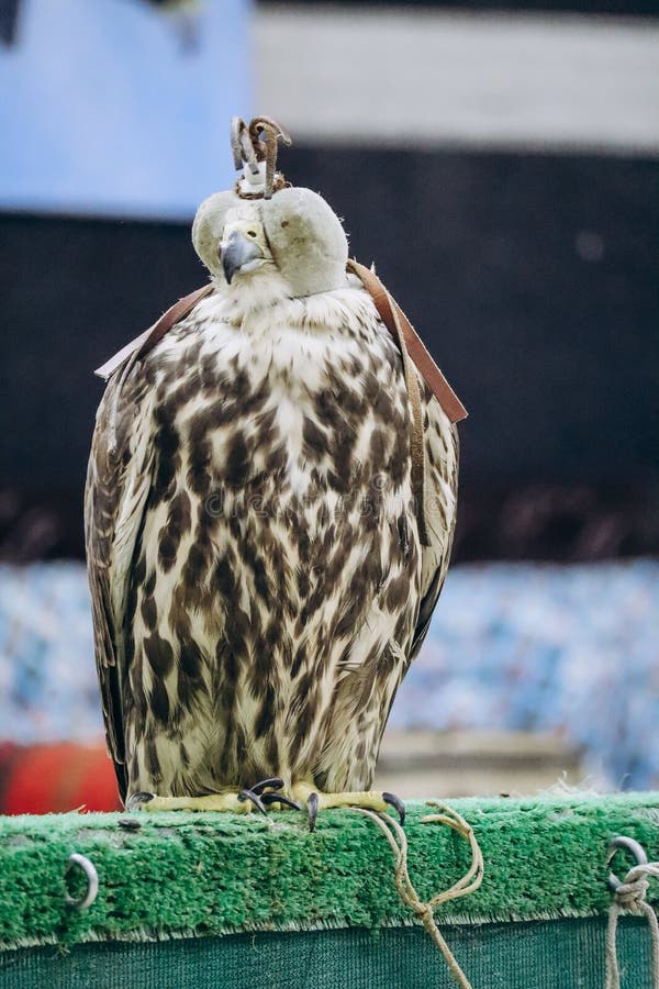 Falcon at the Falcon Market in Doha Stock Image - Image of history ...