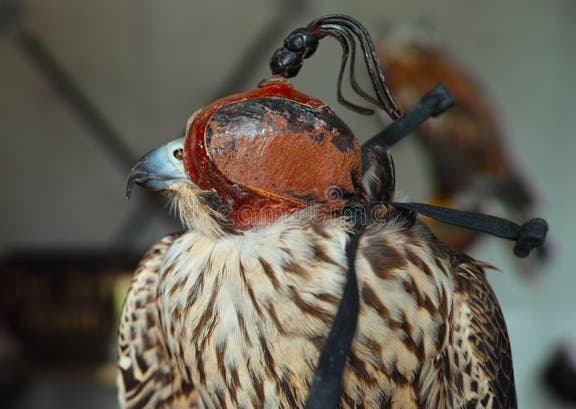 Falcon with mask stock photo. Image of hunter, feathers - 37054504