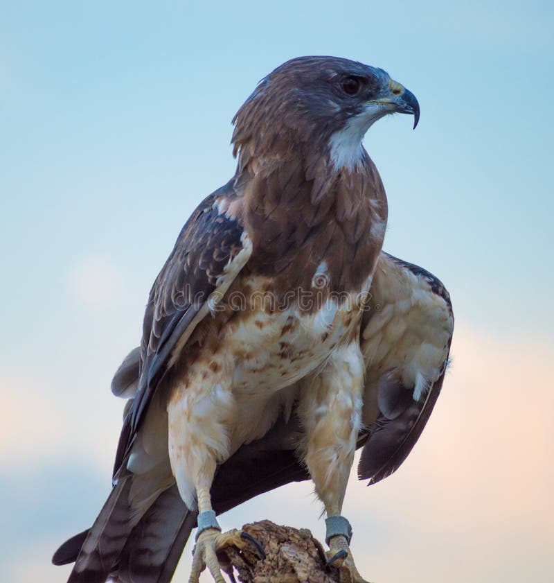 Falcon stock photo. Image of wing, perched, bird, feathers - 76679308