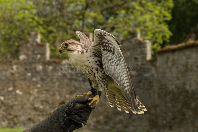 Falcon stock photo. Image of falcon, raptor, gloved, perched - 94905194