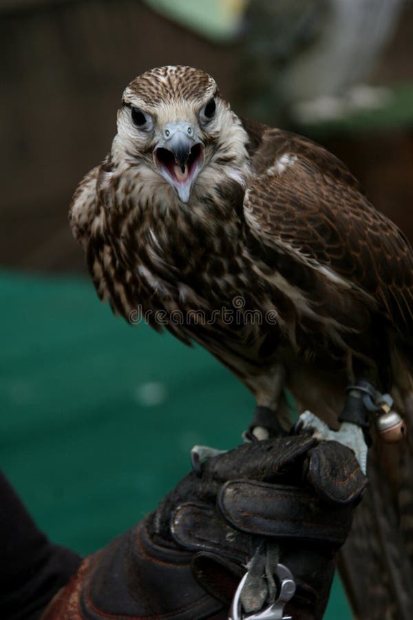 The Hawk on the Hand Screams His Call Stock Photo - Image of language ...