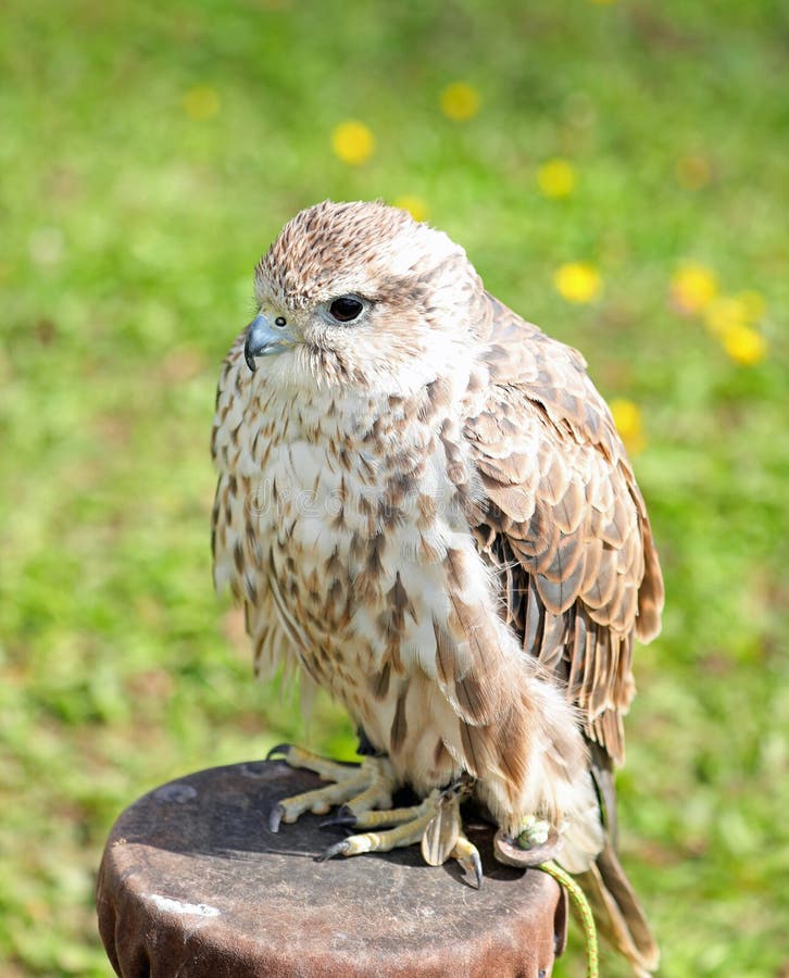 Falcon Perched on a Perch during a Training Session with Its Falconer ...