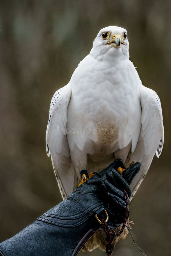 238 Falcon Arm Stock Photos - Free & Royalty-Free Stock Photos from ...