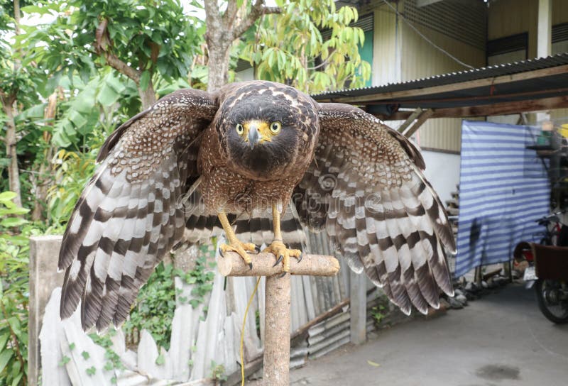 Falcon Peregrine or Golden Eagle Beautiful Stock Image - Image of ...