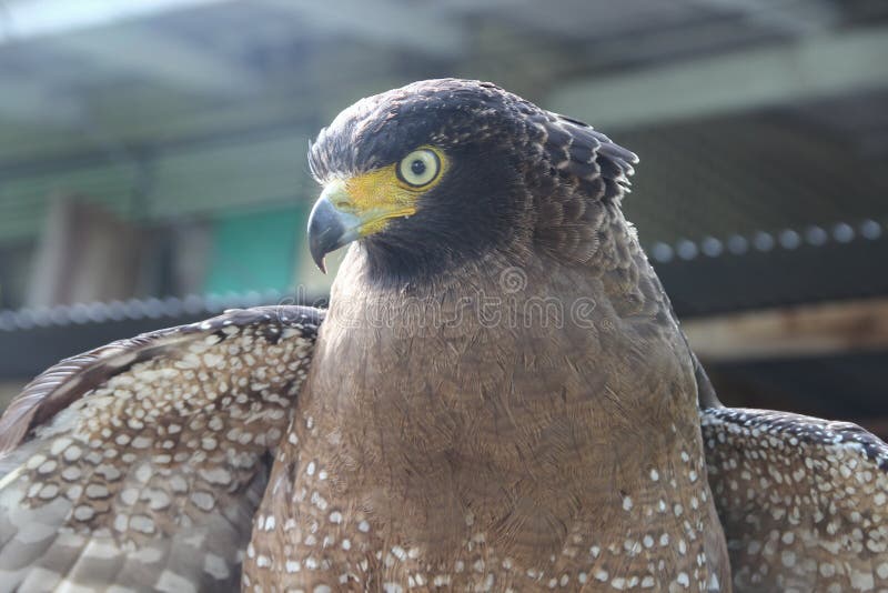Falcon Peregrine or Golden Eagle, Closeup Stock Image - Image of beak ...