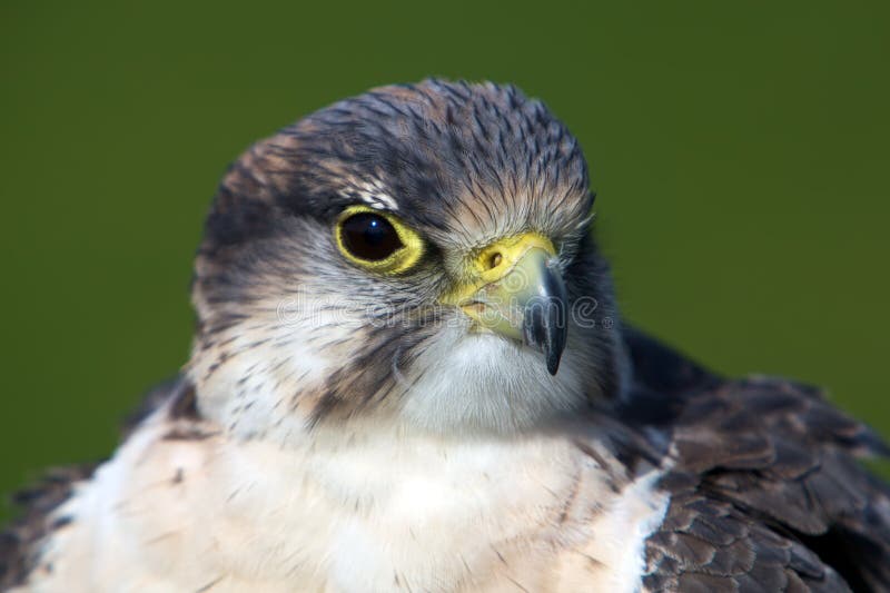 Falcon portrait stock image. Image of head, falcon, face - 11375051
