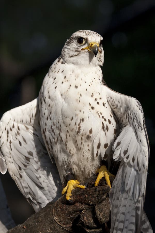 Falcon portrait stock image. Image of rapacious, nature - 21605995