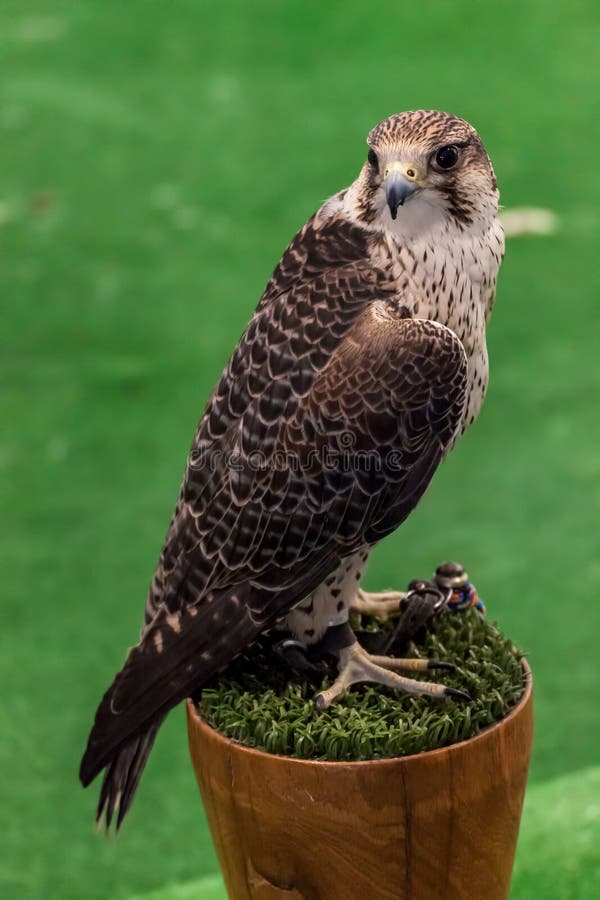 Falcon stock photo. Image of portrait, feather, falco - 52585256
