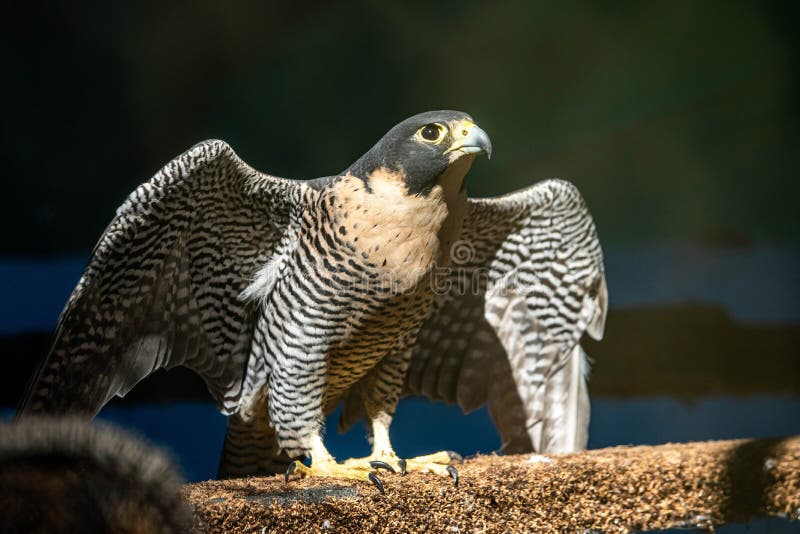 Falcon Portrait Close Up from the Side Stock Image - Image of hawk ...