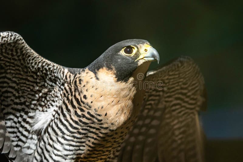 Falcon side view stock image. Image of falcon, bird, prey - 48883747