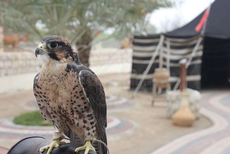 Falcon stock image. Image of bahrain, alareen, beak, wildlife - 68258169