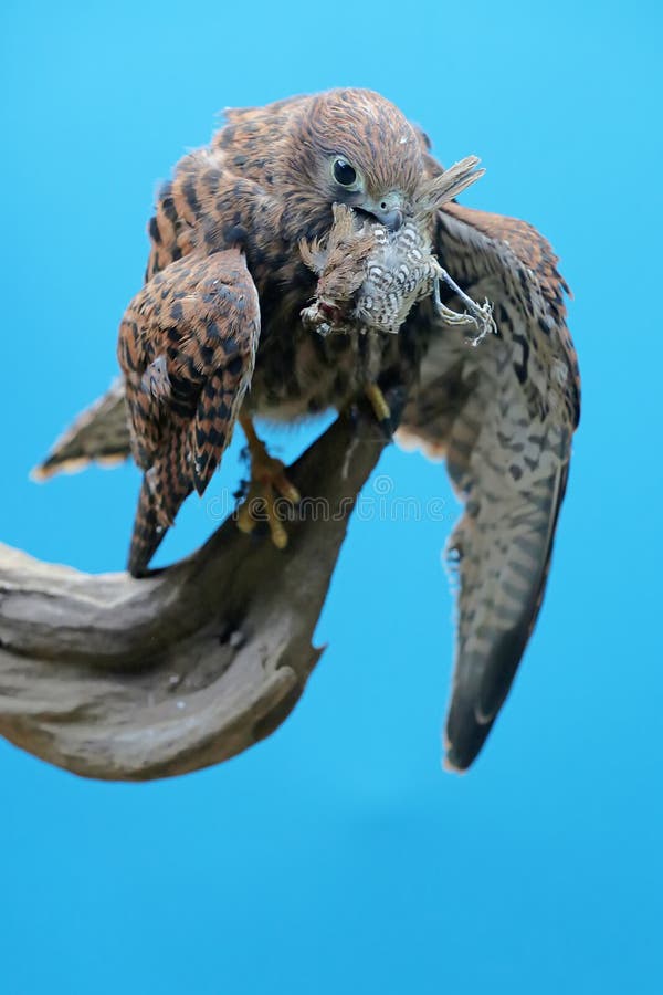 A Falcon is Preying on a Small Bird. Stock Photo - Image of grey, araea ...
