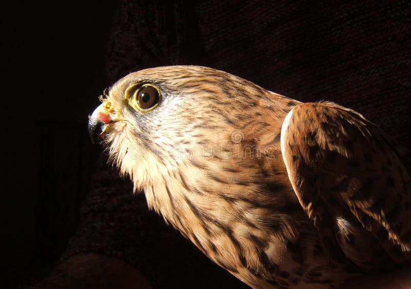 Falcon profile stock photo. Image of aggressive, threatening - 227450