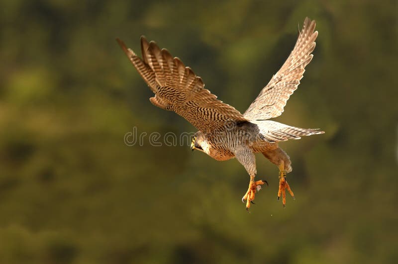 Falcon rests stock image. Image of falcon, kingfisher - 236110307